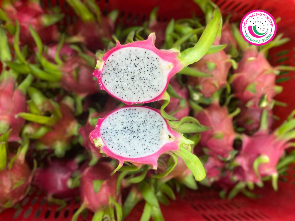 Bứt phá xuất khẩu thanh long sang Hàn Quốc | Thanh Long Việt