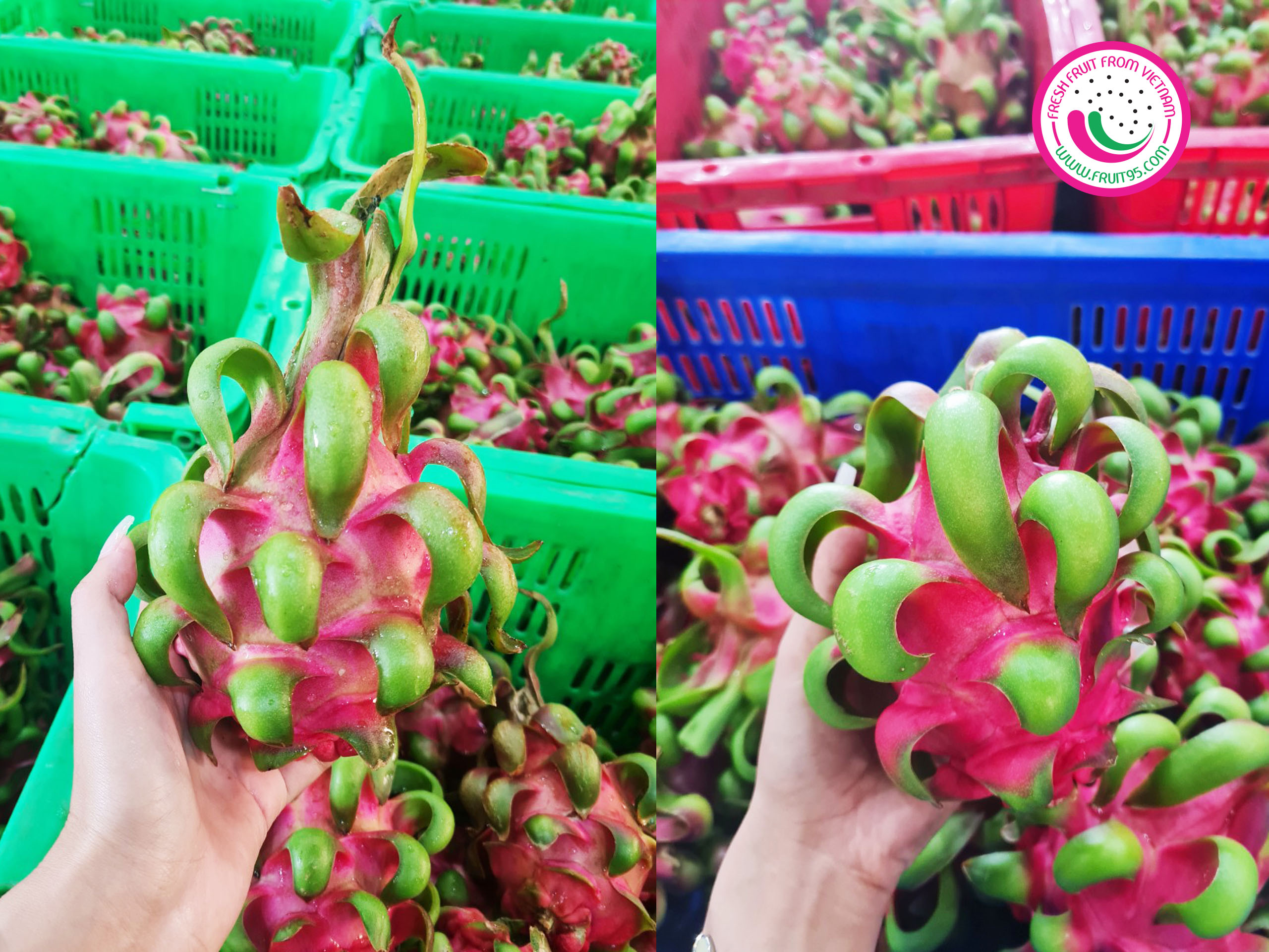 Đơn hàng xuất khẩu Thanh long sang thị trường Mĩ 4/4/2024 | Thanh Long Việt